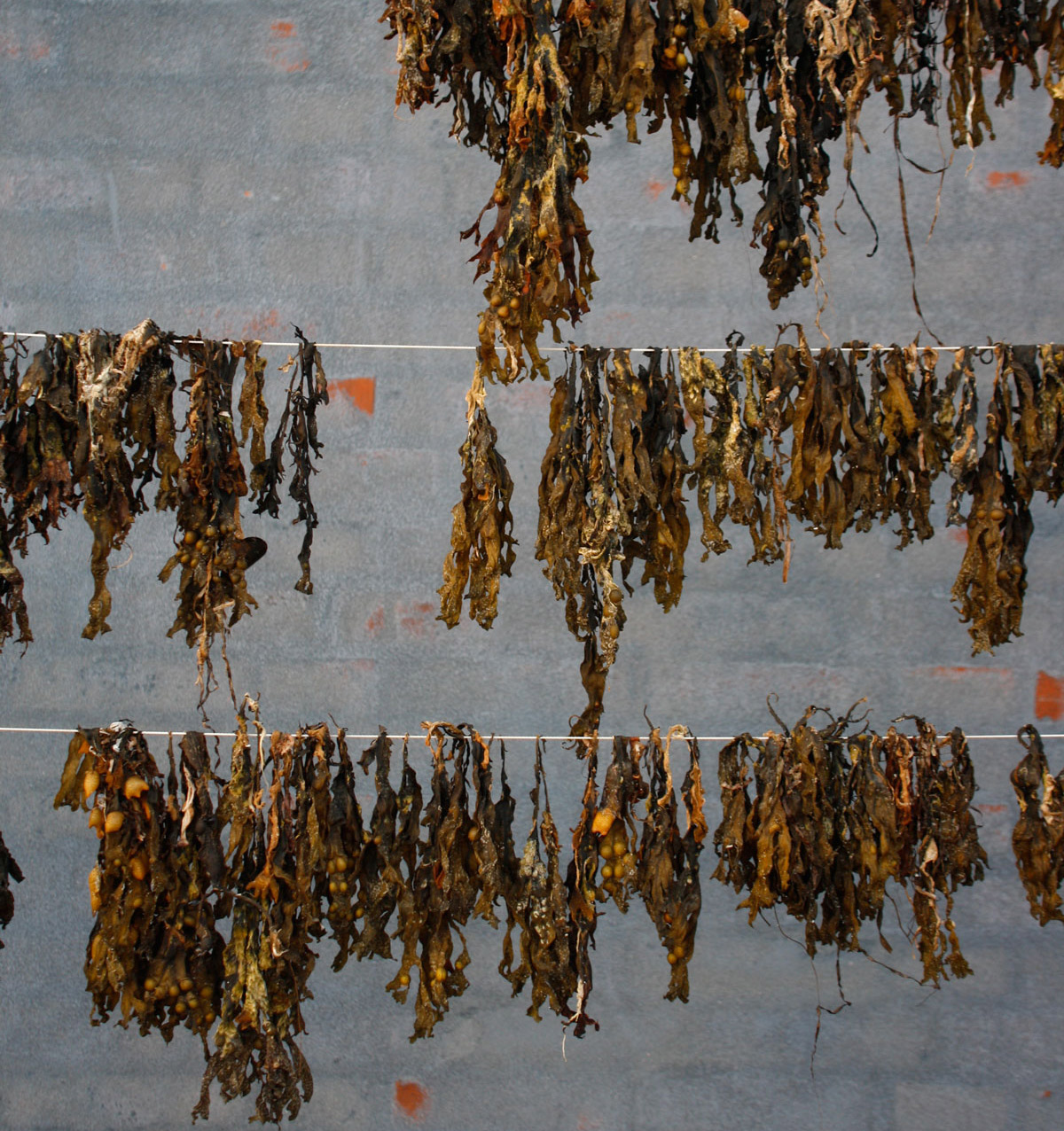 jonas edvard and nikolaj steenfatt create products with seaweed