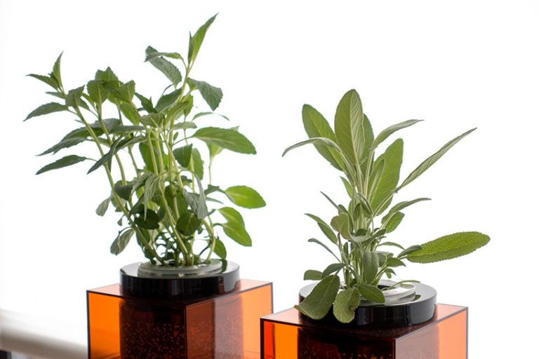 the spacepot hydroponic planter brings NASA grade farming to your kitchen