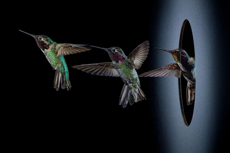 hummingbirds in slow motion reveal an unprecedented look at their lives