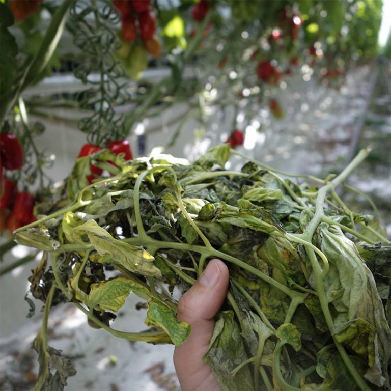 world's first biological house built from farming waste opens in denmark