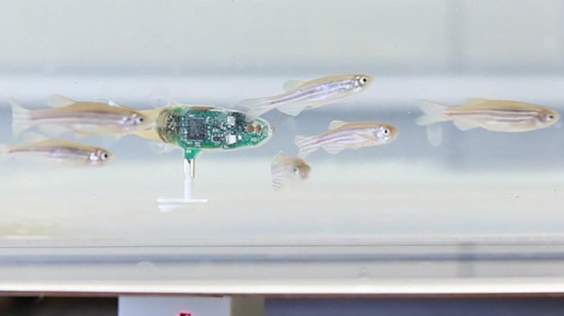 EPFL's imposter robotic fish infiltrates a school of zebrafish