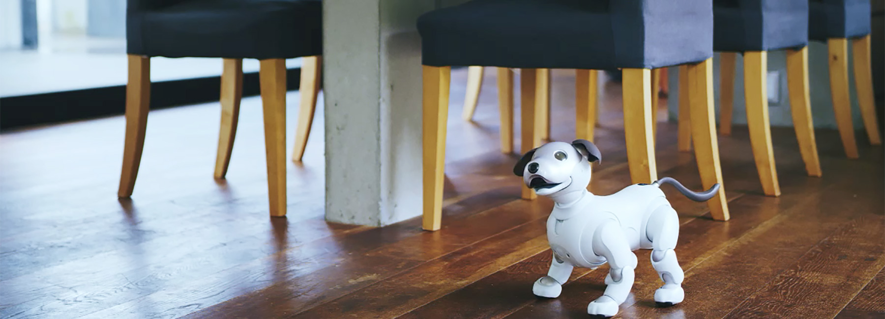 sony’s new chocolate aibo will act as watchdog over your home