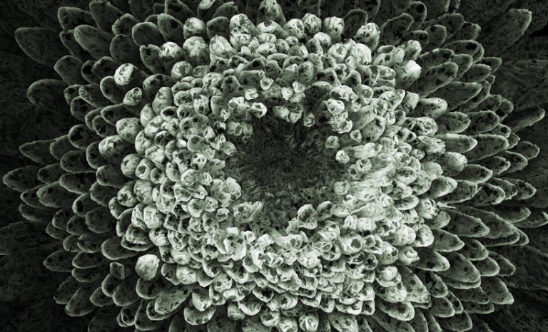 angelo musco creates heavenly flowers for the mythic aaru garden