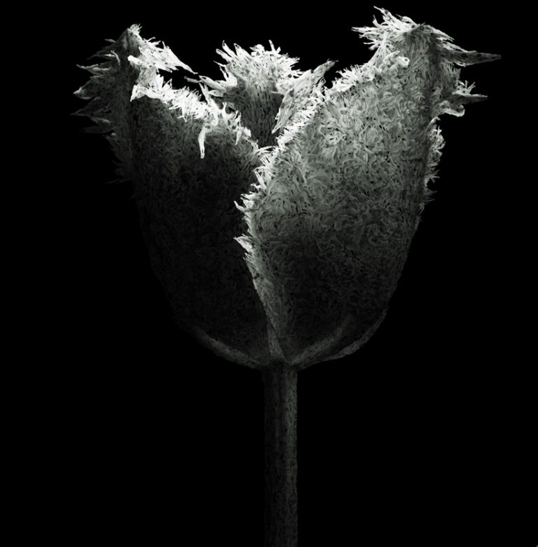 angelo musco creates heavenly flowers for the mythic aaru garden