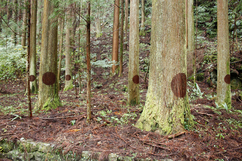 strijdom wan der merwe scratches circular shapes on trees in kamiyama