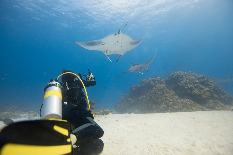 marine biologist's discovery of a rare manta ray nursery could help ...