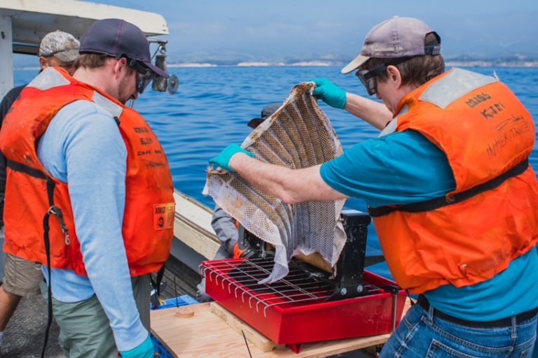 oleo sponge successfully cleans ocean oil spills off californian coast