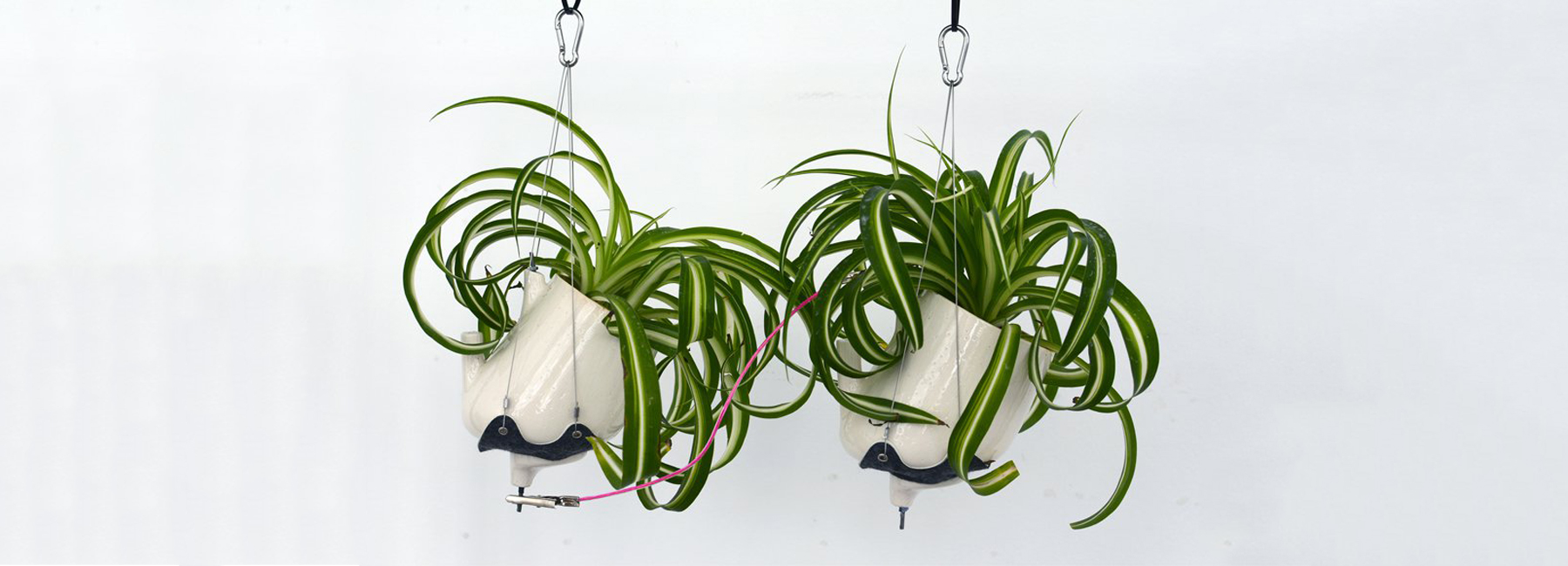 green spark uses power of photosynthesis to produce renewable energy