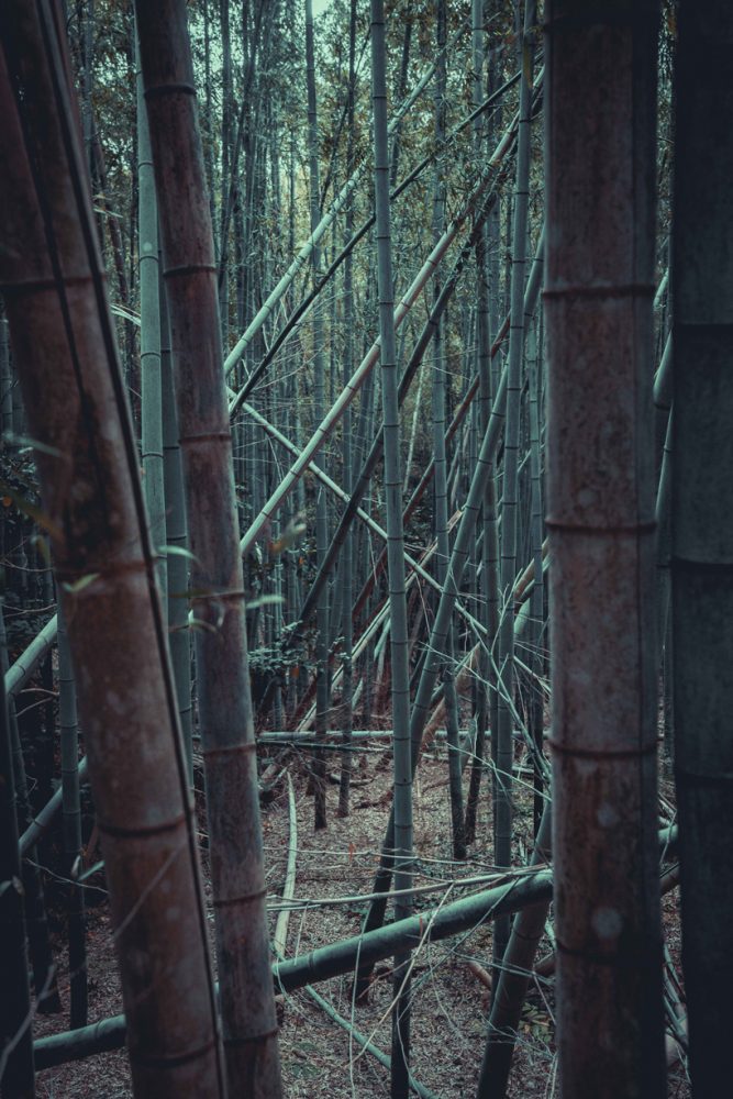 photographer steve roe captures the ancient mysterious stillness of kyoto