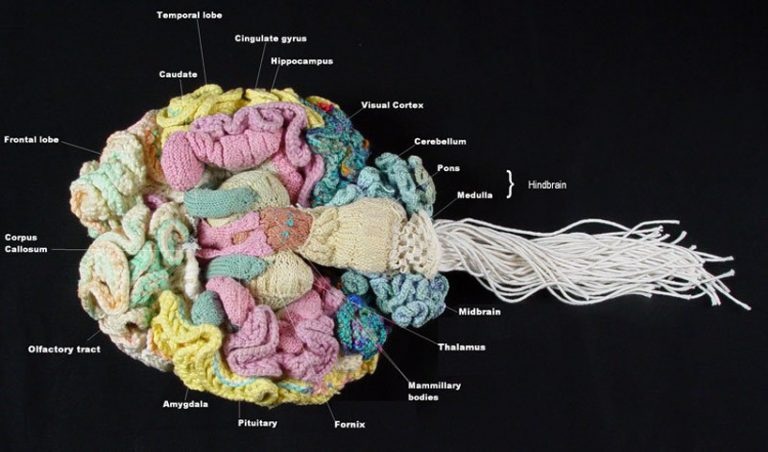 psychiatrist knits anatomically correct model of the human brain