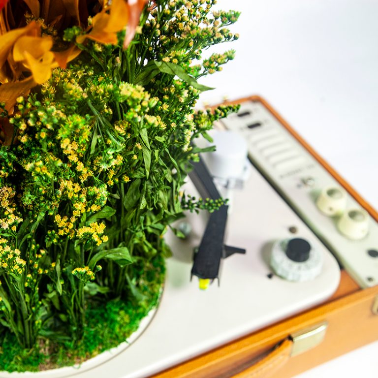 four turntables spinning botanical worlds make us wonder what plants ...