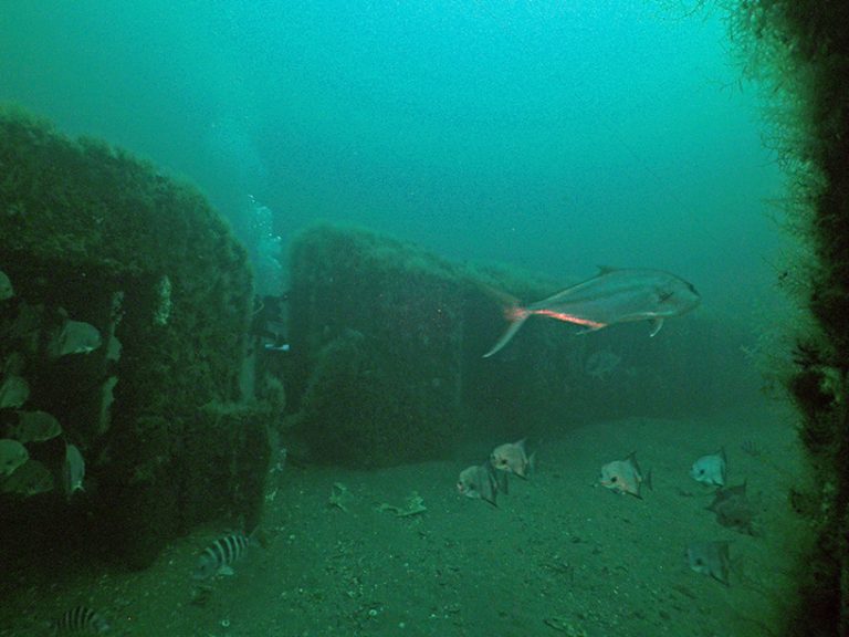 2,500 decommissioned train cars became artificial reefs in atlantic ocean