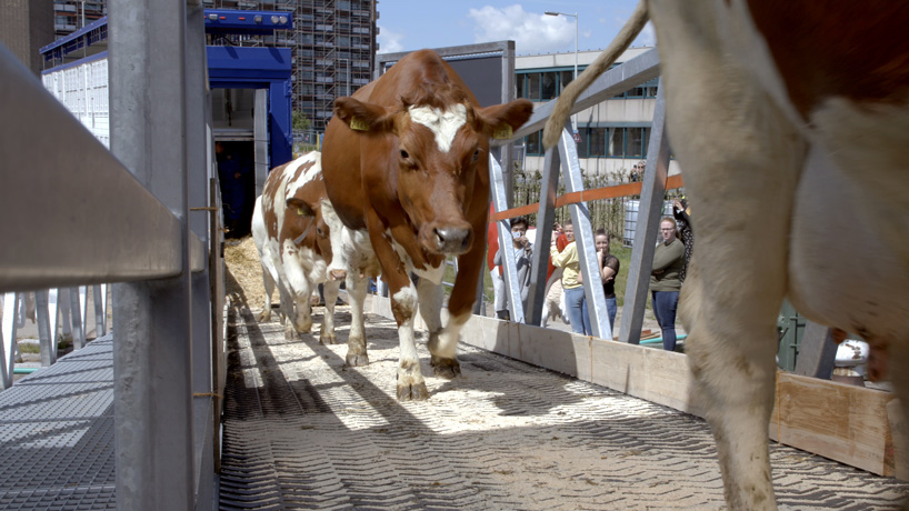 world’s first floating farm welcomes cows in rotterdam