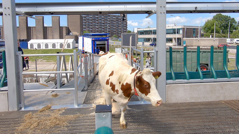 world’s first floating farm welcomes cows in rotterdam