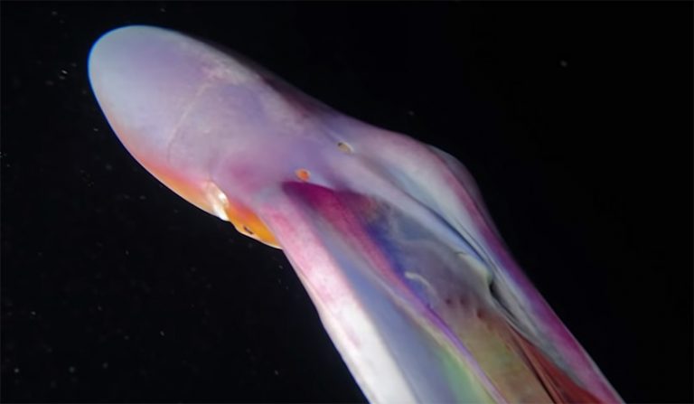rare iridescent blanket octopuses caught on camera in the philippines