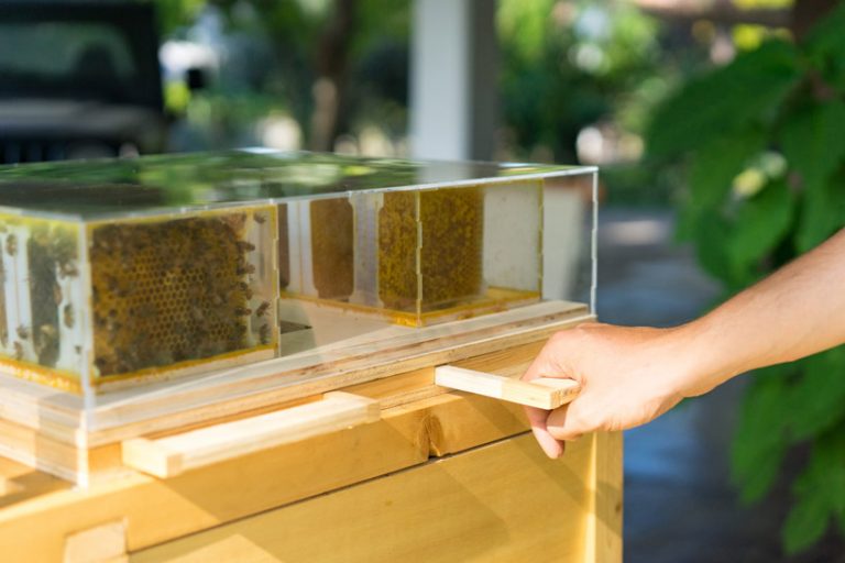the B-box kit lets you save the decreasing bee population at home