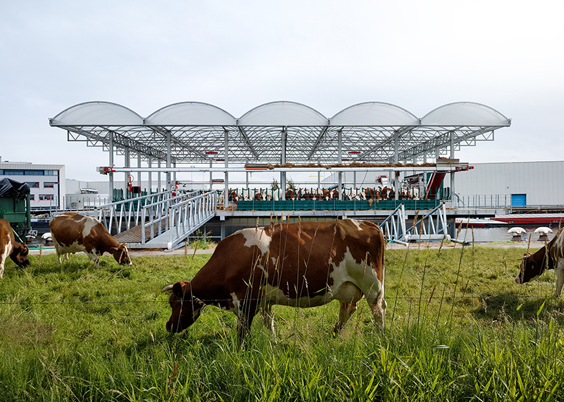 goldsmith floating farm produces, processes + distributes dairy in ...