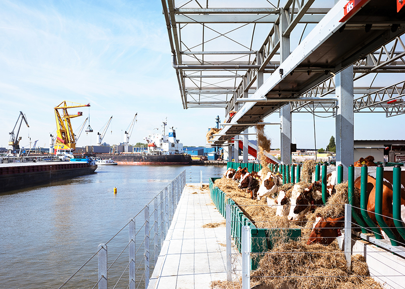 goldsmith floating farm produces, processes + distributes dairy in ...