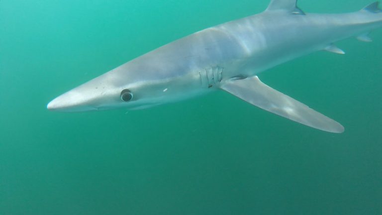 underwater cinematographer captures human-sized jellyfish off english coast