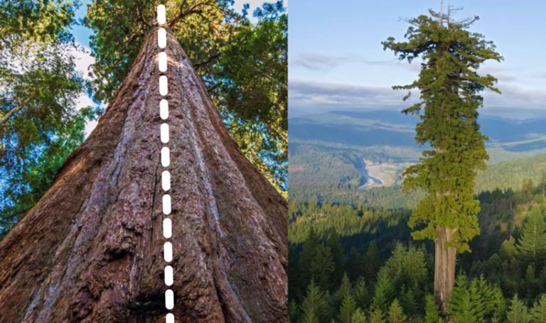 the world's most amazing trees include rainbow eucalyptus and dragon's ...