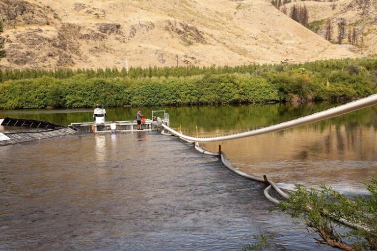 the 'salmon cannon' video sensation that shoots fish over a dam