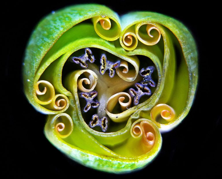 small world photography reveals the microscopic detail of nature