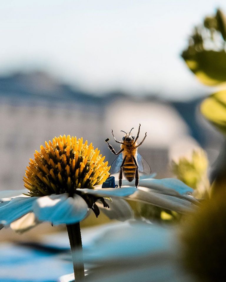 world's first bee influencer generates 'buzz' on instagram in bid to ...