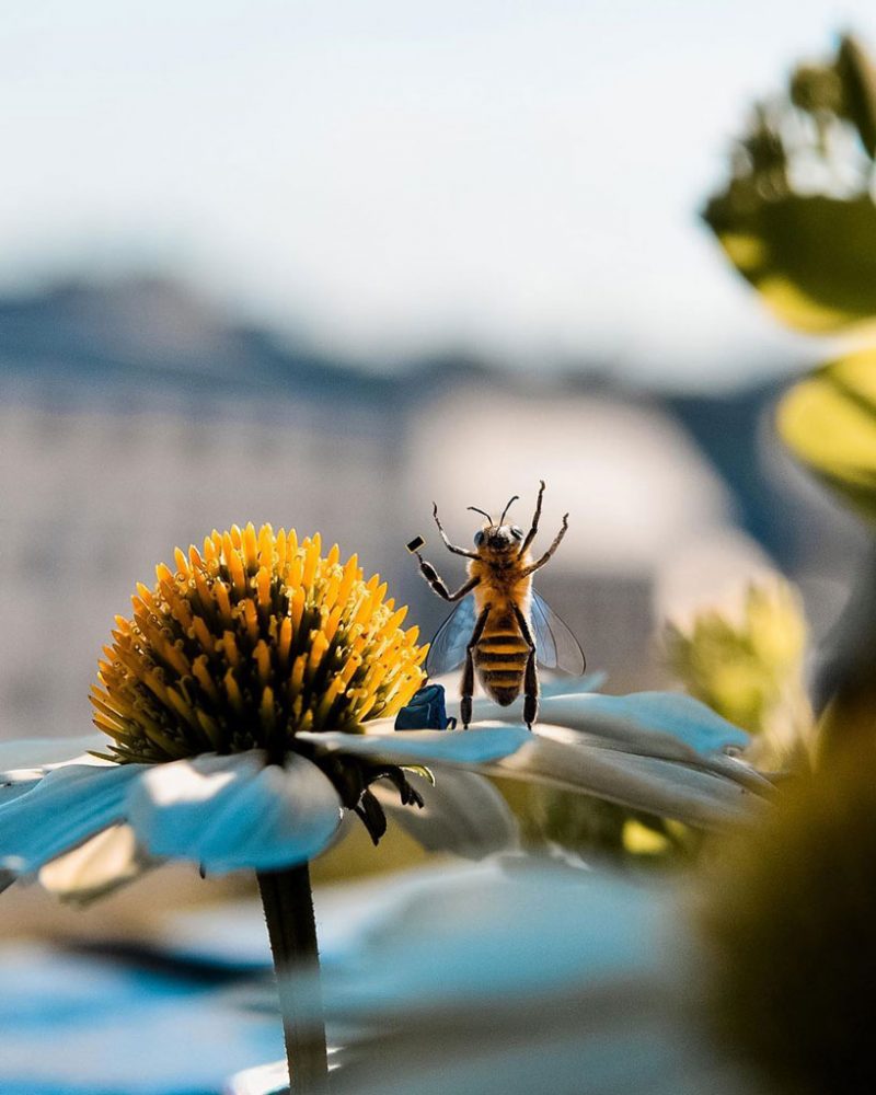 world's first bee influencer generates 'buzz' on instagram in bid to ...