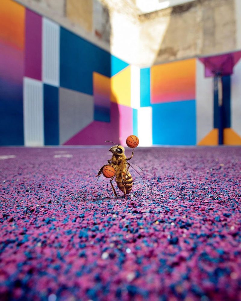 world's first bee influencer generates 'buzz' on instagram in bid to ...