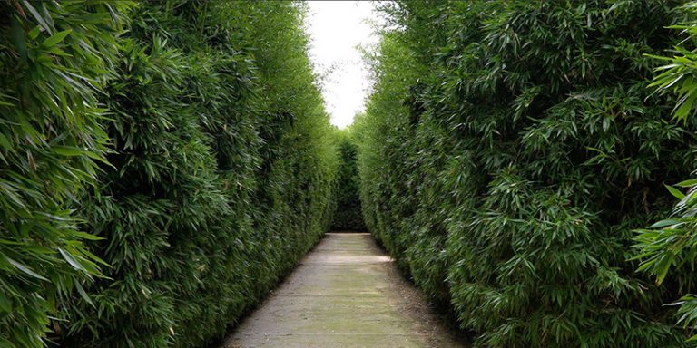 world’s largest labyrinth: labirinto della masone by franco maria ricci