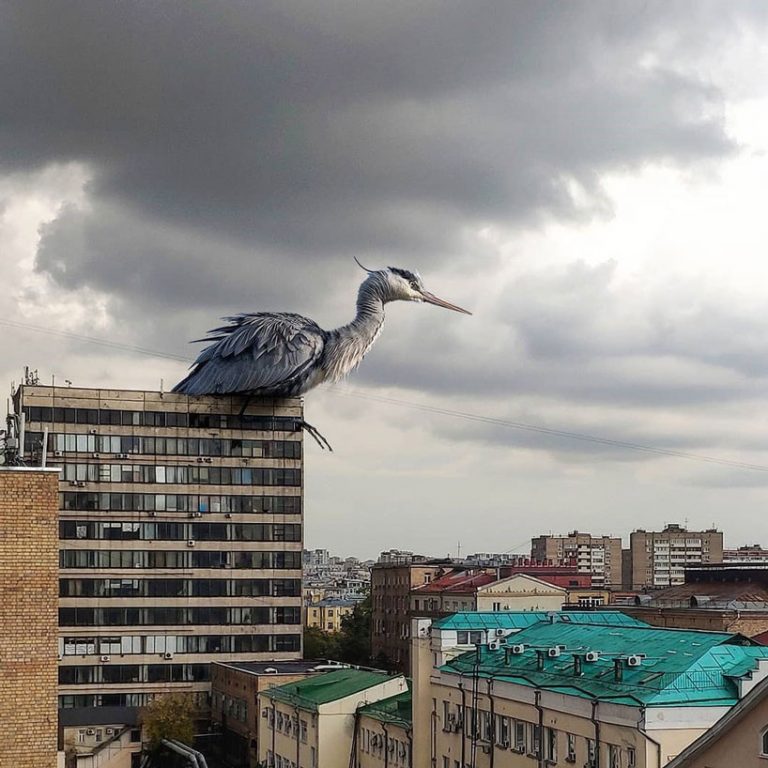 supersized animals take over the city in images by vadim solovyov