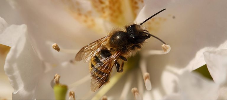design your own bee house with IKEA's bee home open-source project