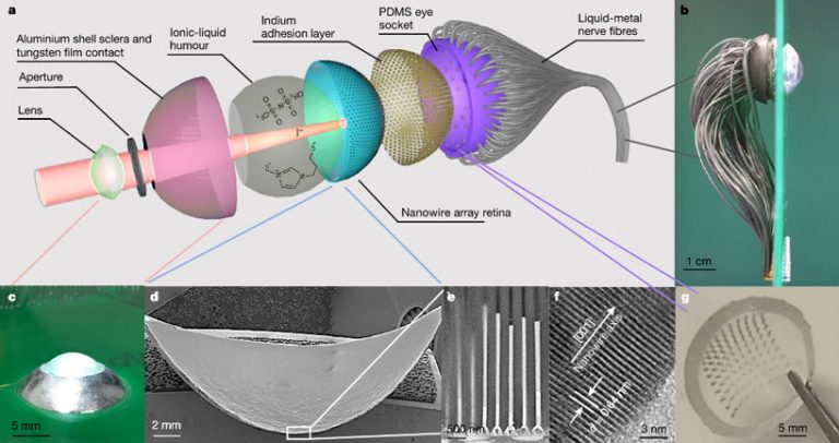 scientists develop a cyborg eye that mimics the human retina