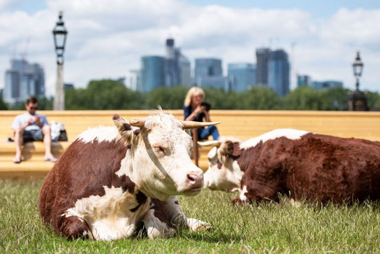 captain boomer brings bucolic painting to life with real cows in ...