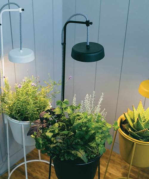 growing plants | designboom.com