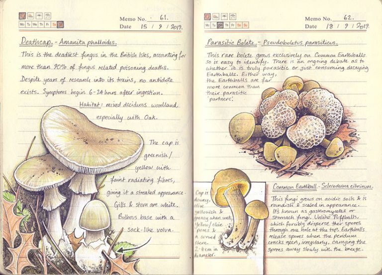 jo brown's meticulous illustrations document the flora and fauna of the ...