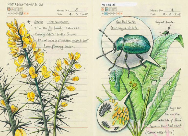 jo brown's meticulous illustrations document the flora and fauna of the ...