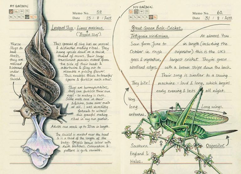 jo brown's meticulous illustrations document the flora and fauna of the ...