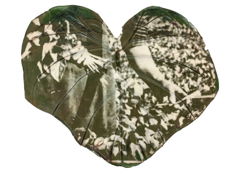 almudena romero uses sunlight to print photos directly onto leaves