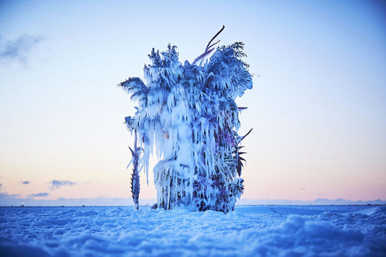 in frozen flowers, azuma makoto uses ice to preserve floral installations