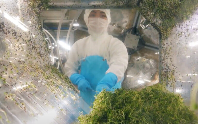 super sprout factory, a completely artificial light type plant opens in ...