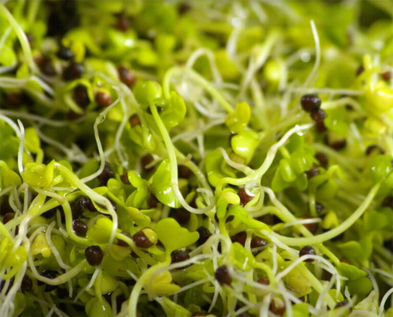 super sprout factory, a completely artificial light type plant opens in ...