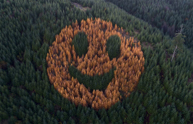 trees form a smiley face along oregon's douglas fir forest
