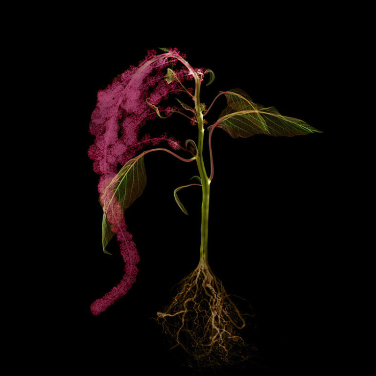 azuma makoto, the artist setting flowers in stone quarries and space