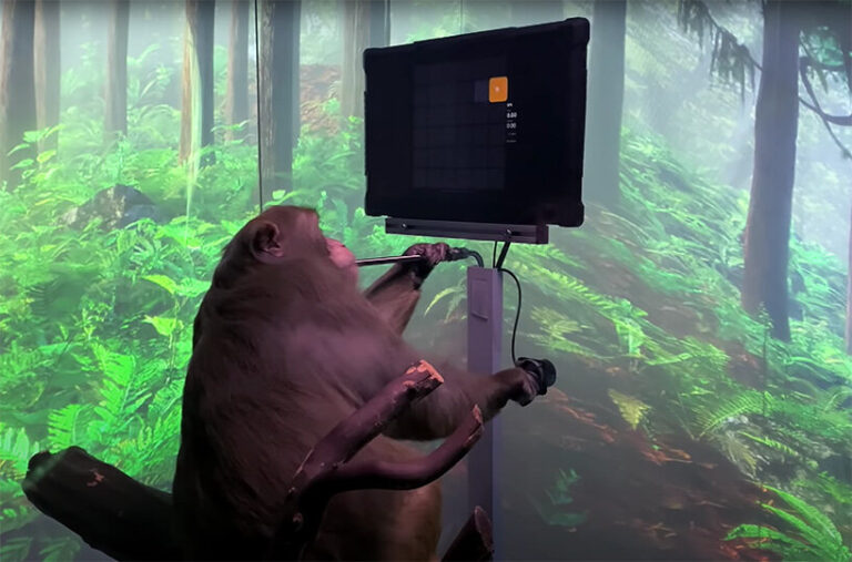watch a monkey play pong with its mind in elon musk's latest neuralink ...
