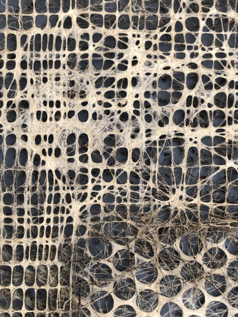 diana scherer's intricate roots could be a carbon capturing eco-material