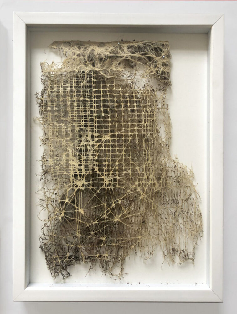 diana scherer's intricate roots could be a carbon capturing eco-material