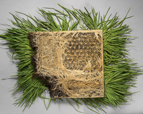 diana scherer manipulates roots to grow in intricate patterns