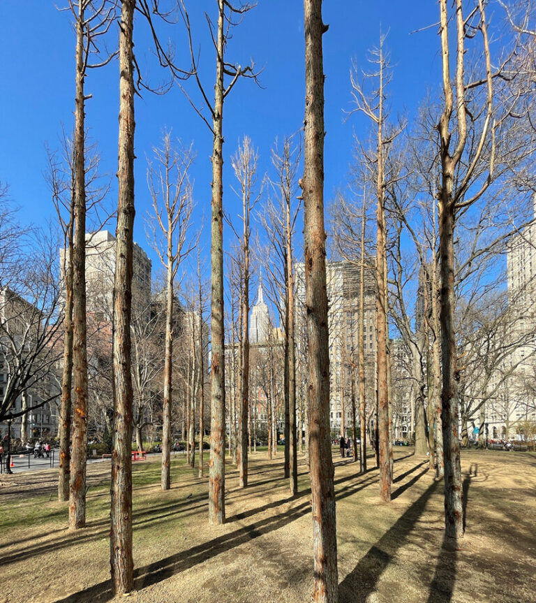maya lin curates a 'ghost forest' of trees killed by climate change in NYC