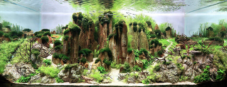diving into aquascaping, the art of underwater landscape architecture ...